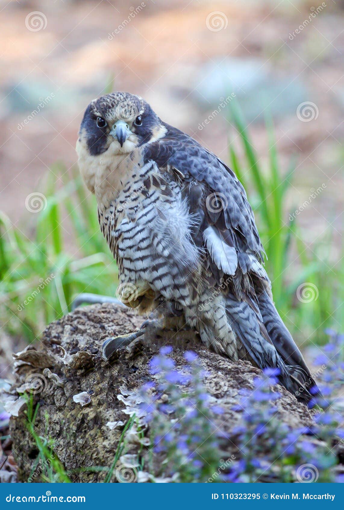 Perched Peregrine Falcon stock image. Image of flying - 110323295