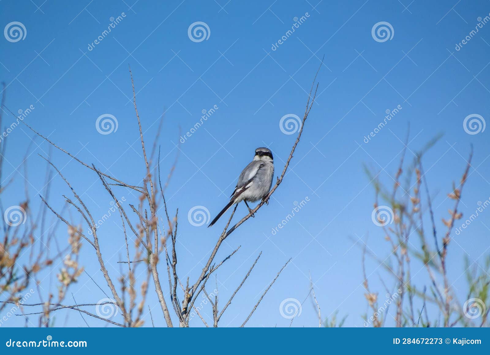 Perched Predators: Great Grey Shrike Birds among Branches Stock Image ...