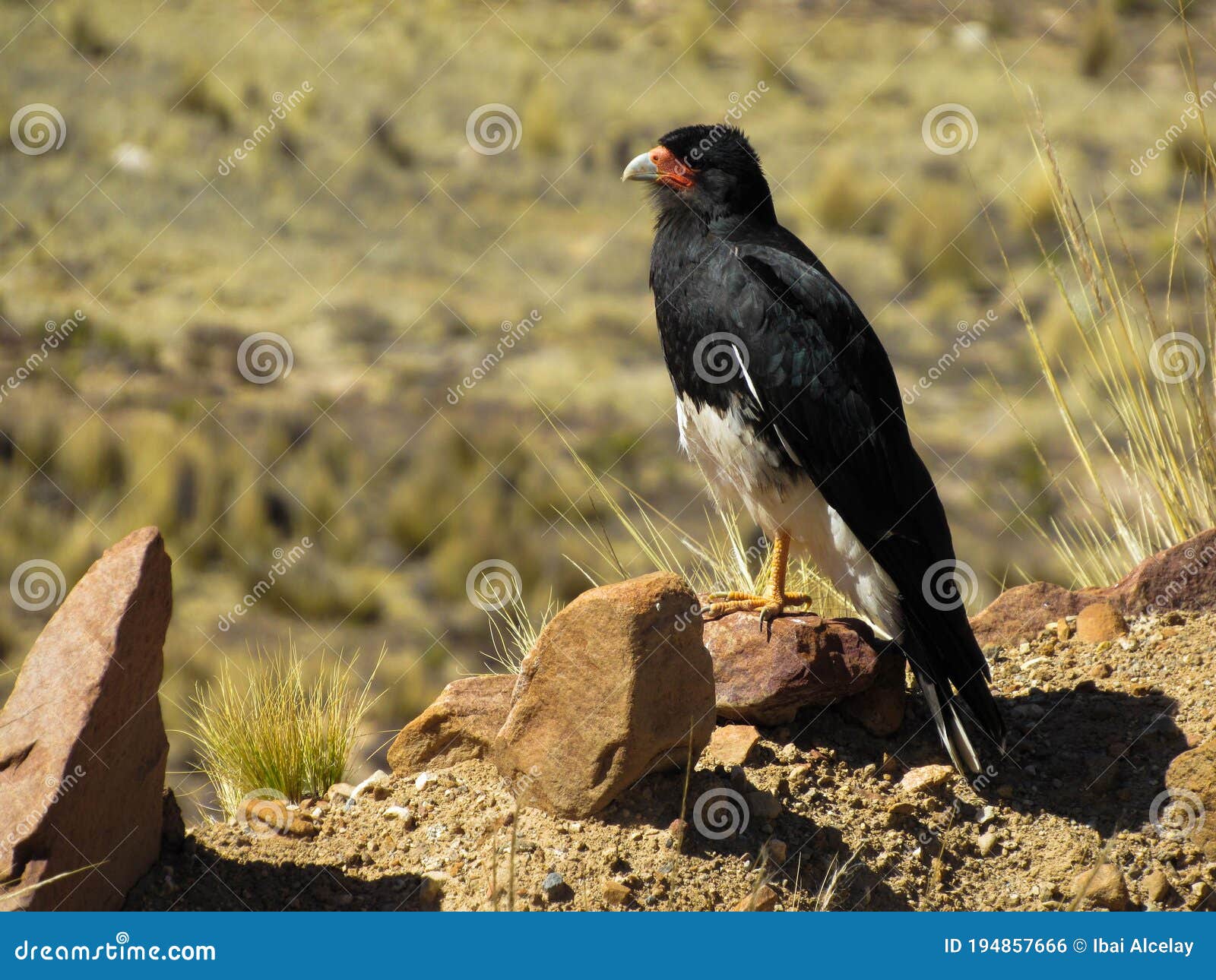 Perched Raptor on a Grassland Stock Photo - Image of perched, people ...