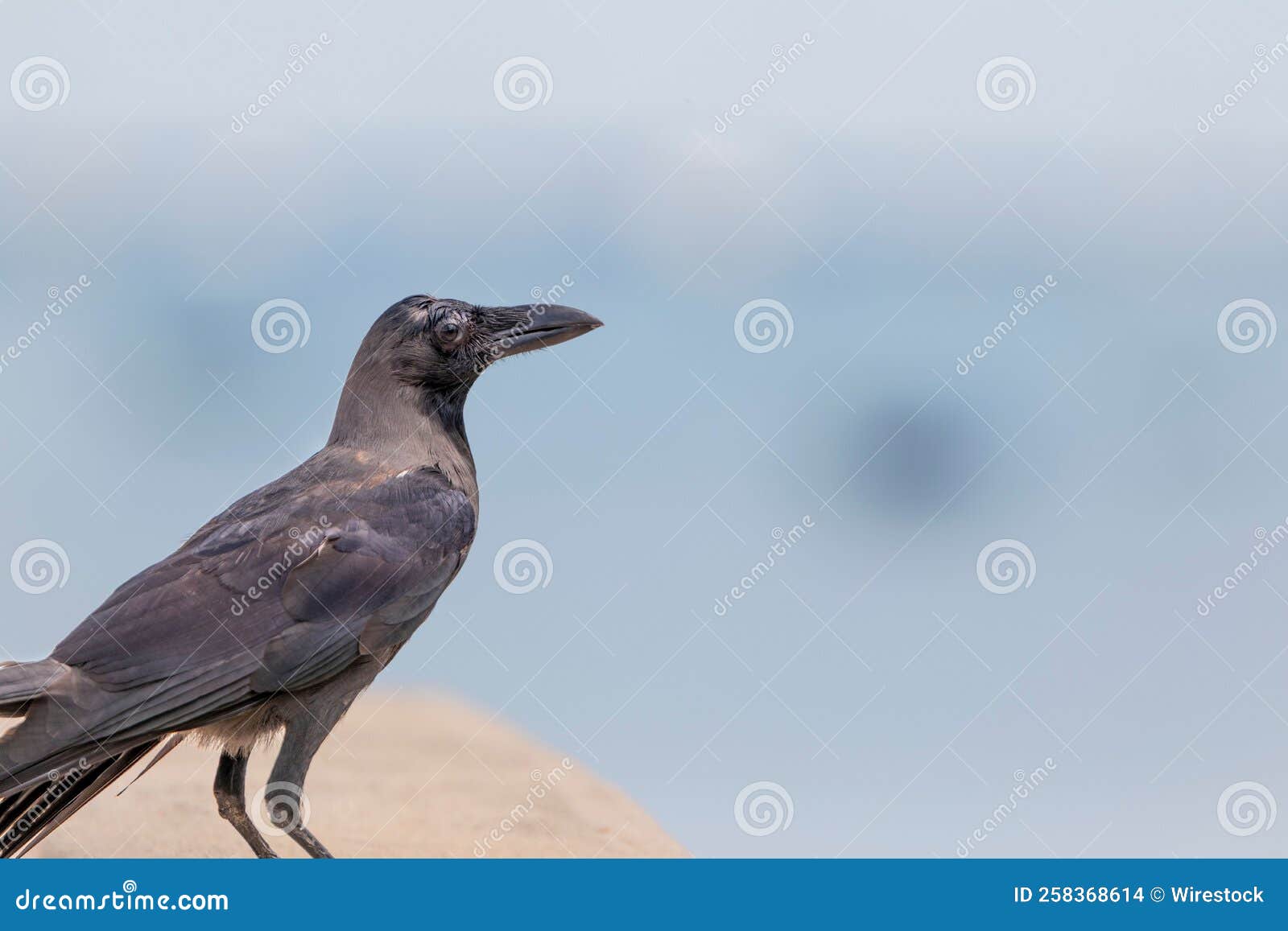 Perched Raven Under a Cloudy Sky Stock Photo - Image of wing, raven ...