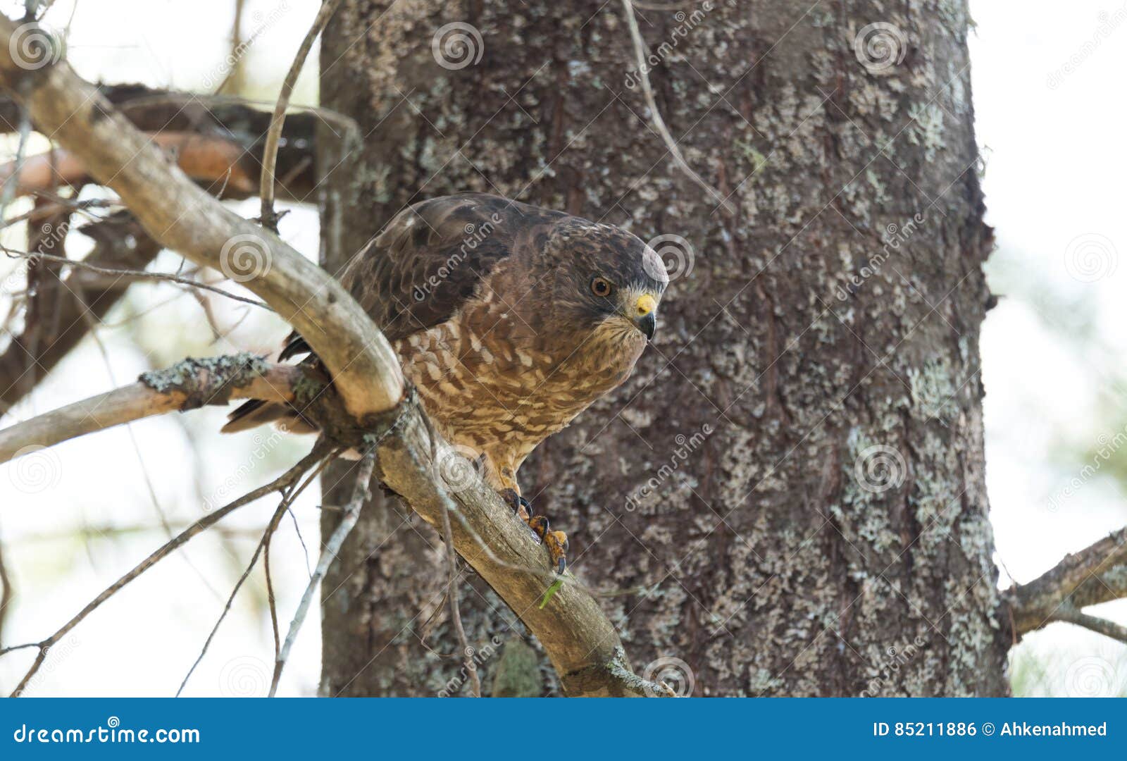 Perched Red-Tail Hawk on a Tree Branch, Stock Photo - Image of muscular ...