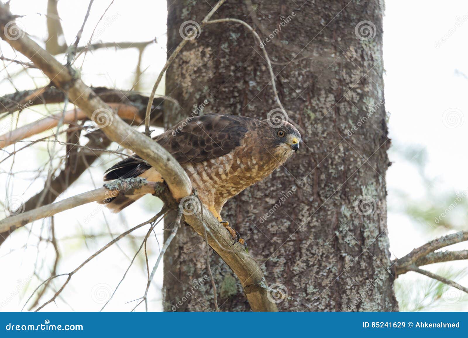 Perched Red-Tail Hawk on a Tree Branch, Stock Image - Image of creature ...