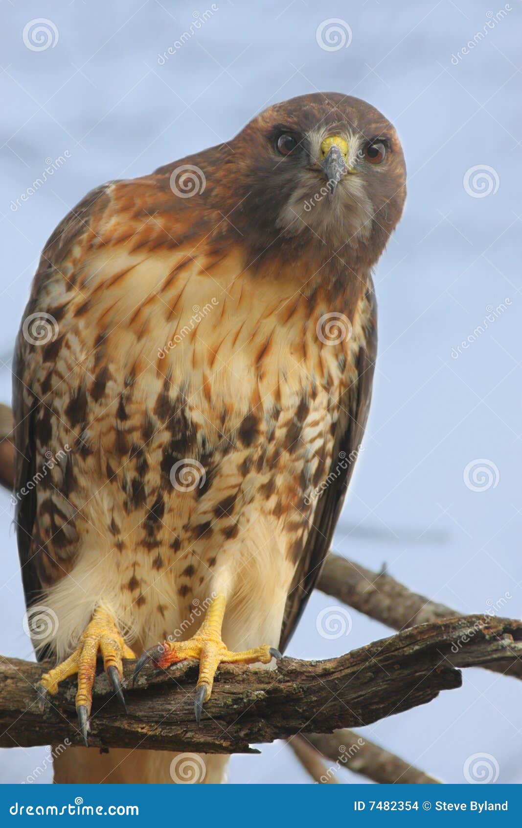 Perched Red-tailed Hawk stock photo. Image of fauna, hawk - 7482354