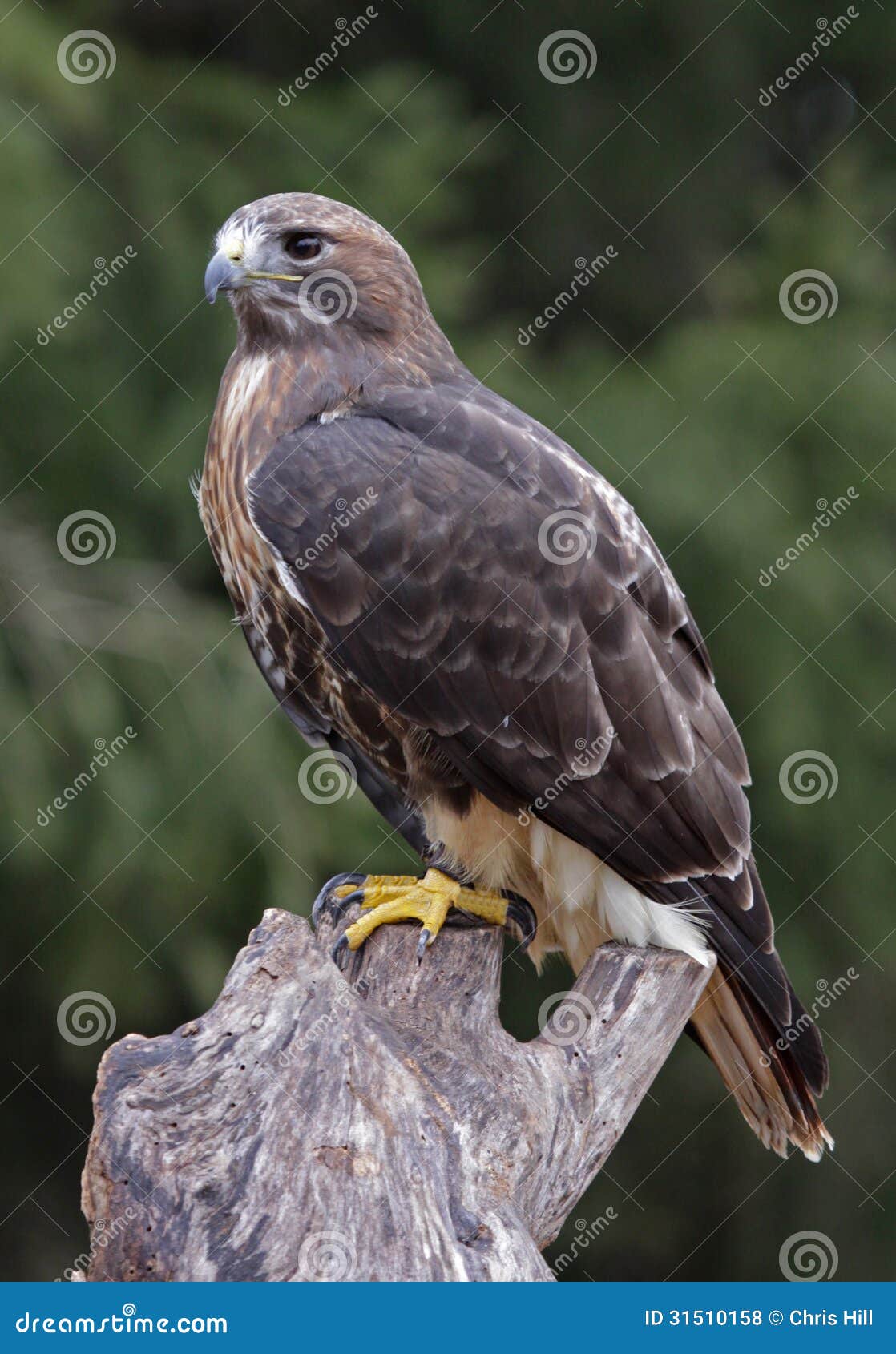Perched Red-tailed Hawk stock photo. Image of outdoors - 31510158
