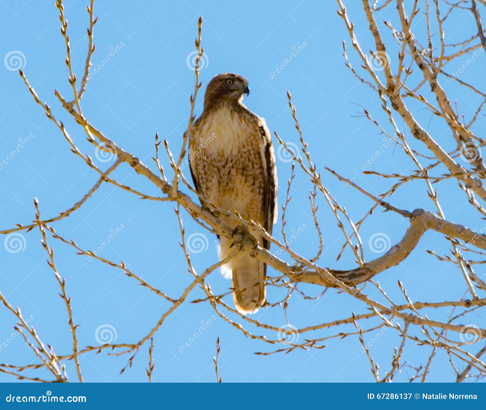Perched Red Tailed Hawk stock image. Image of raptor - 67286137