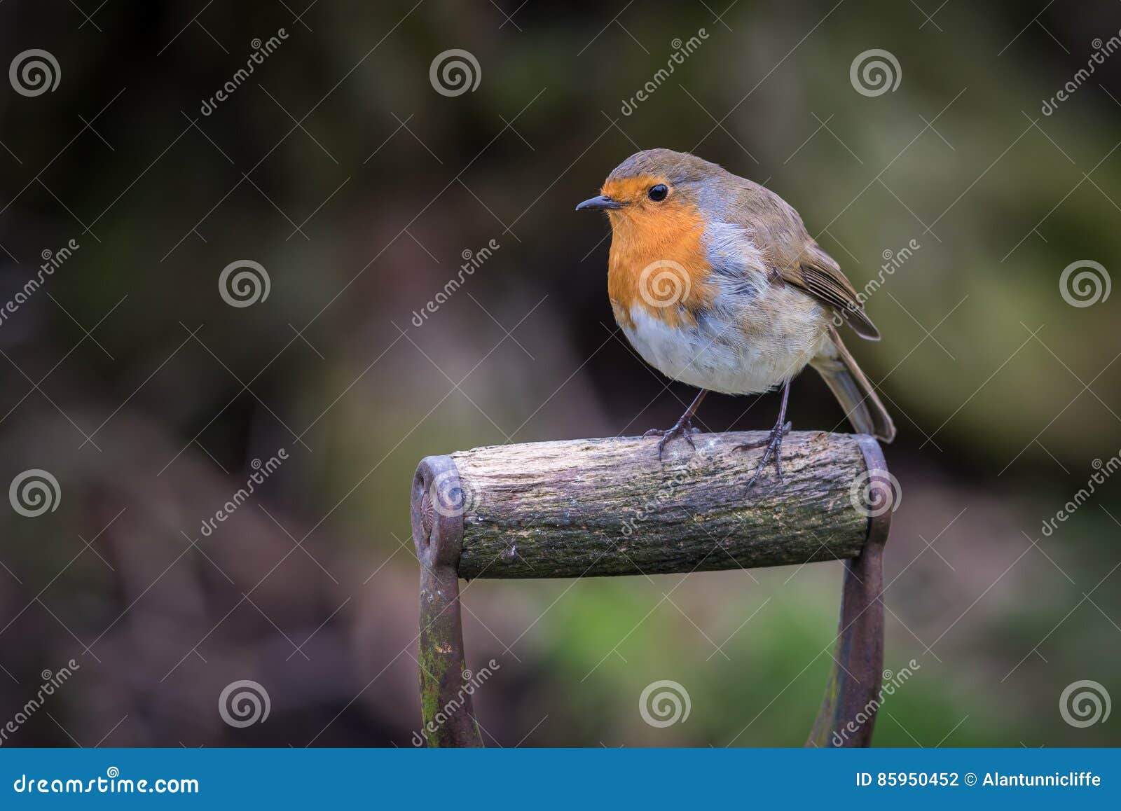 Perched robin stock photo. Image of erithacus, rubecula - 85950452