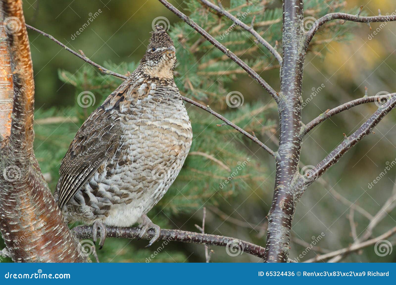 Perched Ruffed grouse stock photo. Image of animal, fall - 65324436