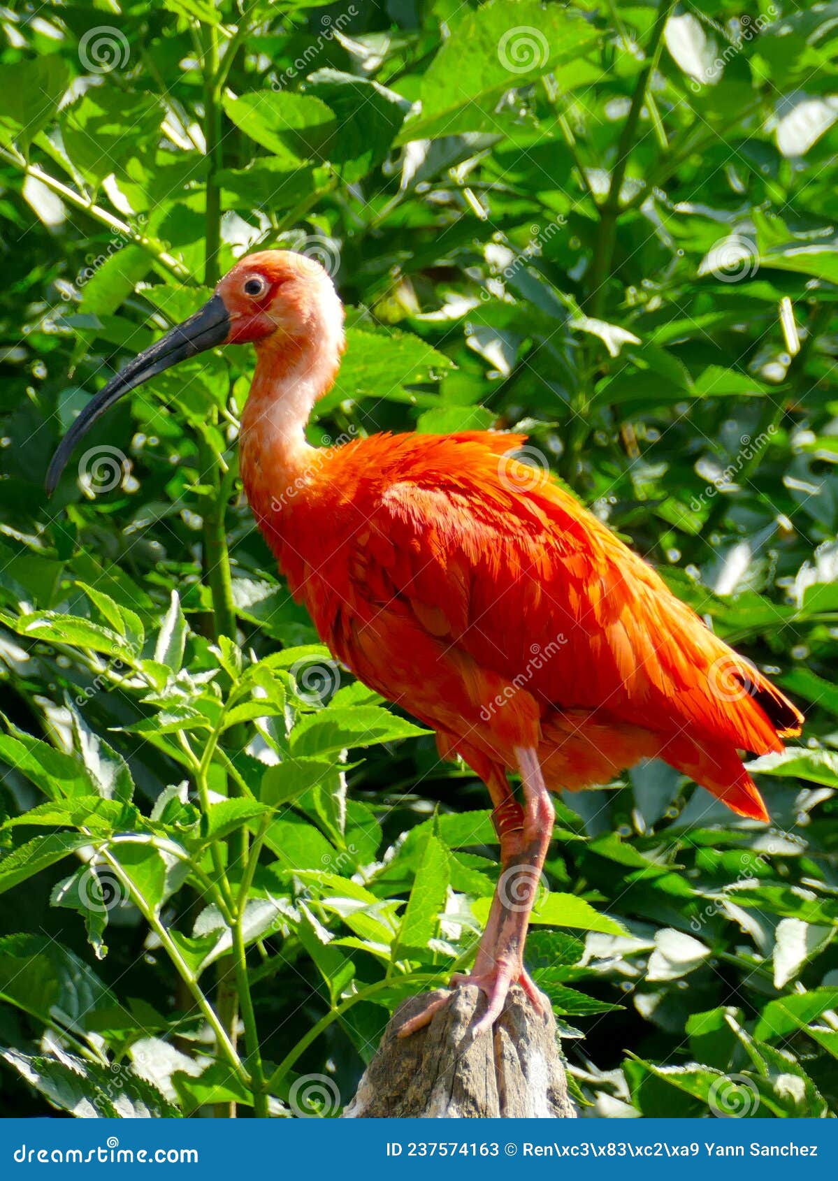 Perched Scarlet Ibis Seen in Profile Stock Image - Image of view ...