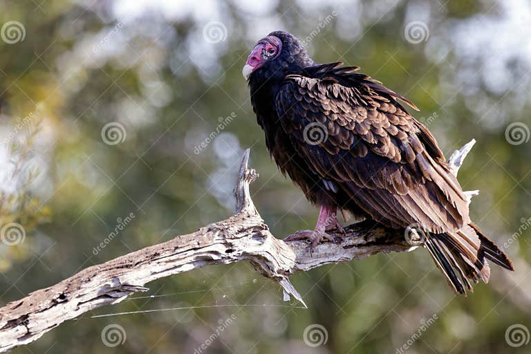 Perched Scavenger: Turkey Vulture in Profile Stock Photo - Image of ...