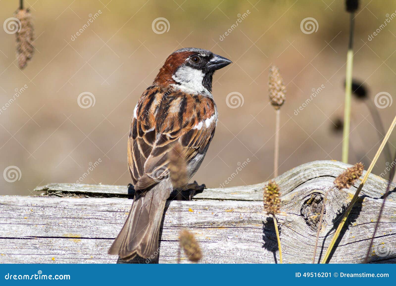 Perched Sparrow stock image. Image of back, bird, view - 49516201