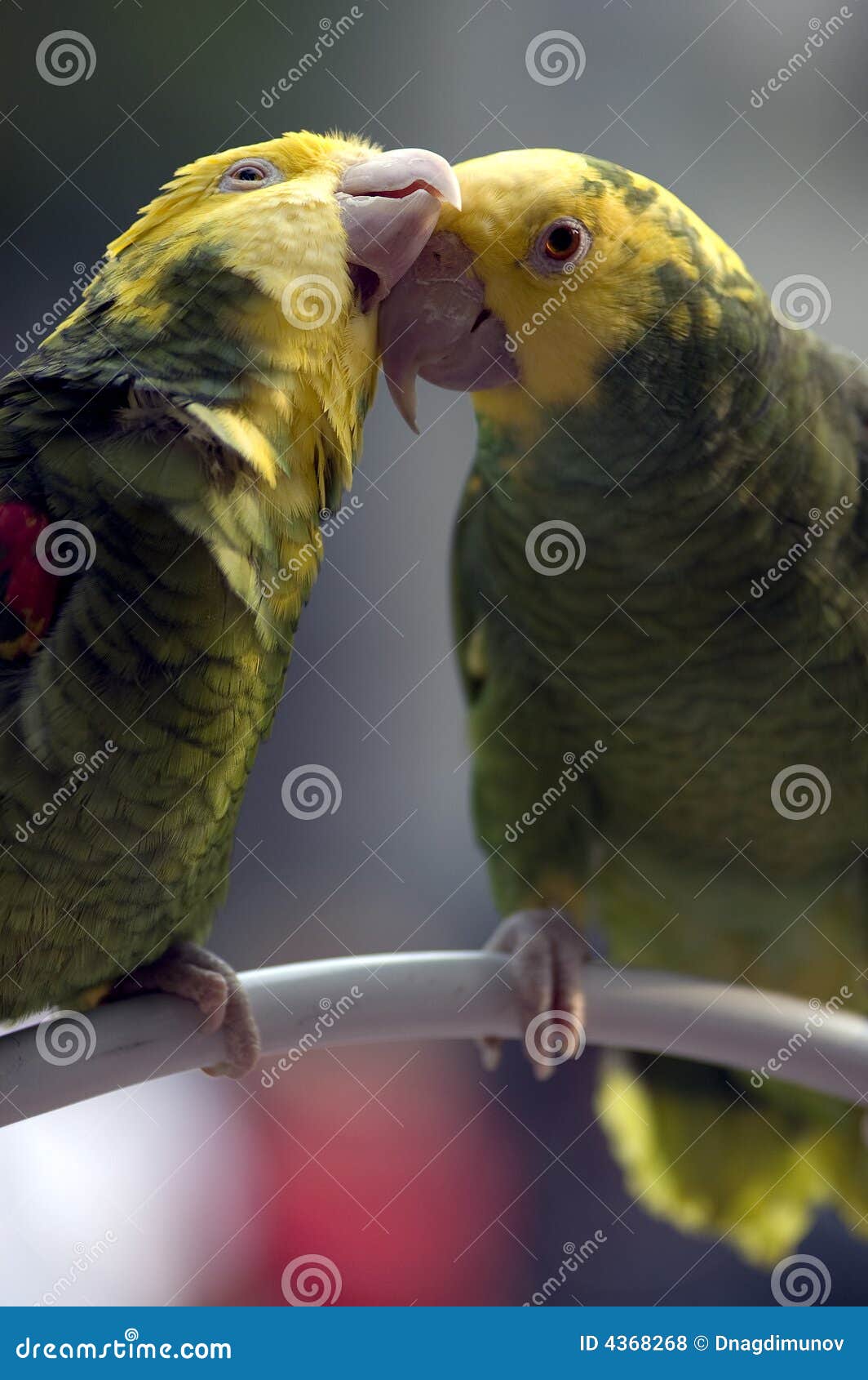 Perched up forever stock photo. Image of parakeets, yellow - 4368268