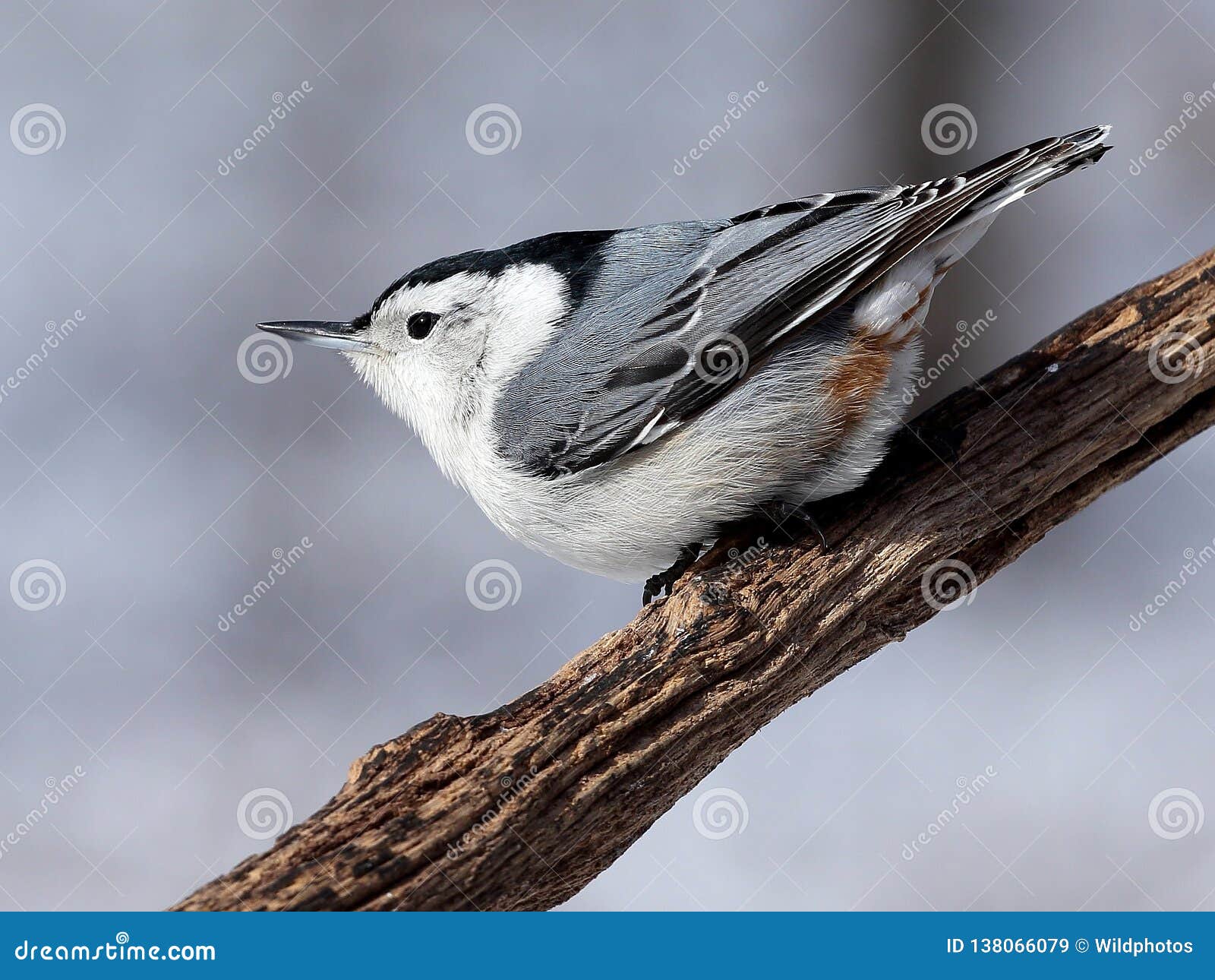 Perched White-breasted Nuthatch in Winter Stock Image - Image of ...