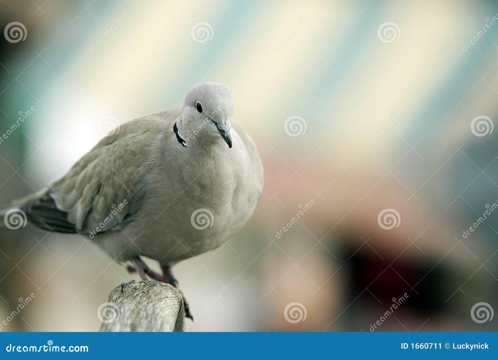 Perched white dove stock image. Image of animal, detailed - 1660711