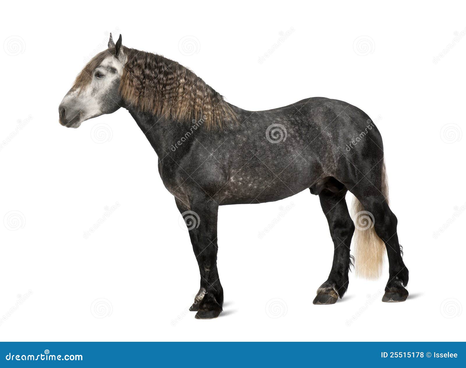 Percheron, 5 Anni, Una Razza Del Cavallo Di Cambiale Fotografia Stock ...