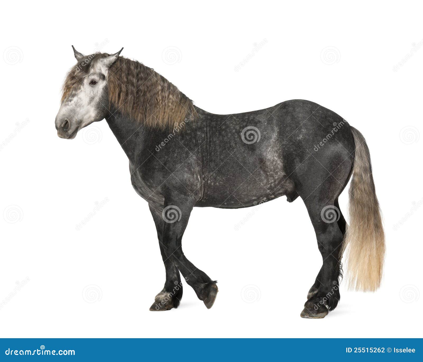 Percheron, 5 Anni, Una Razza Del Cavallo Di Cambiale Fotografia Stock ...