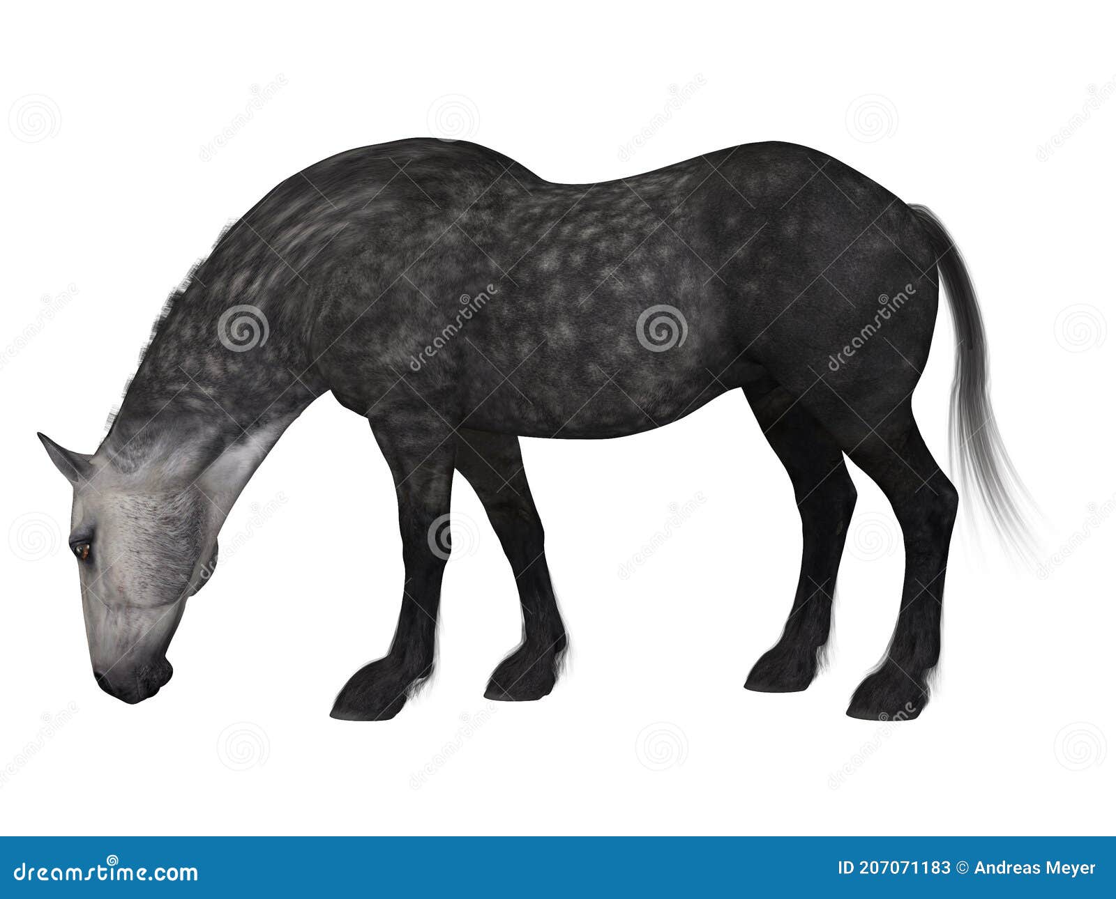 Percheron, a Breed of Draft Horse Stock Illustration - Illustration of ...