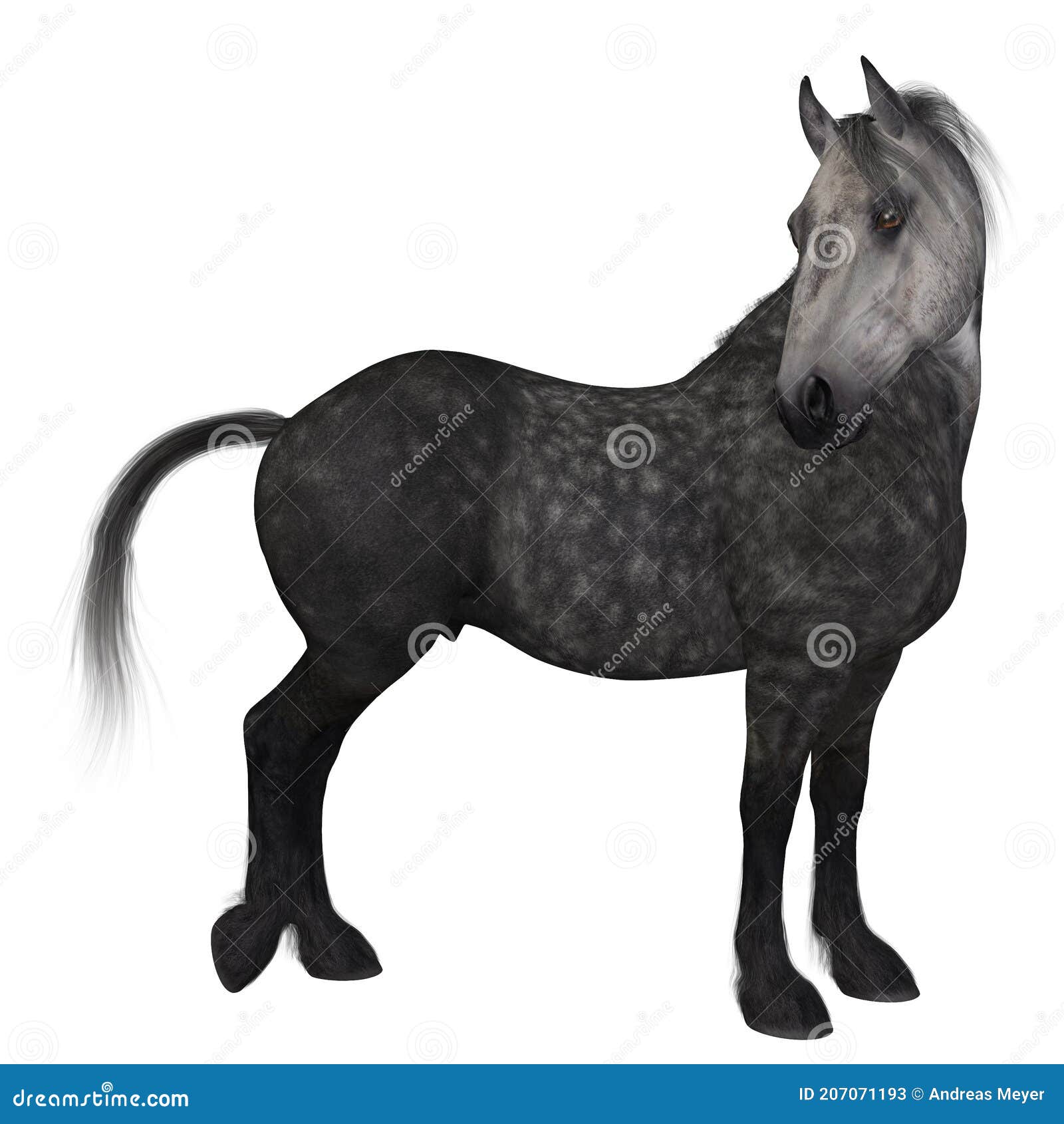 Percheron, a Breed of Draft Horse Stock Illustration - Illustration of ...