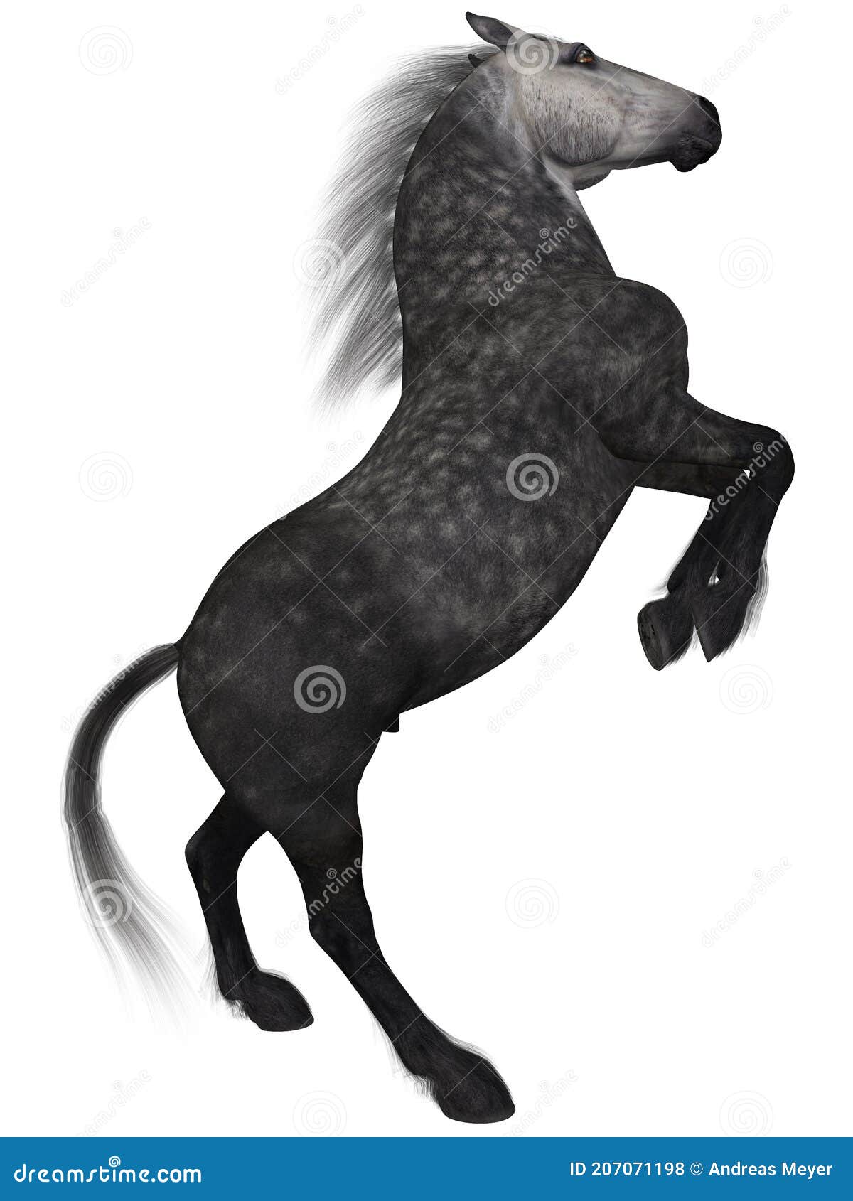 Percheron, a Breed of Draft Horse Stock Illustration - Illustration of ...