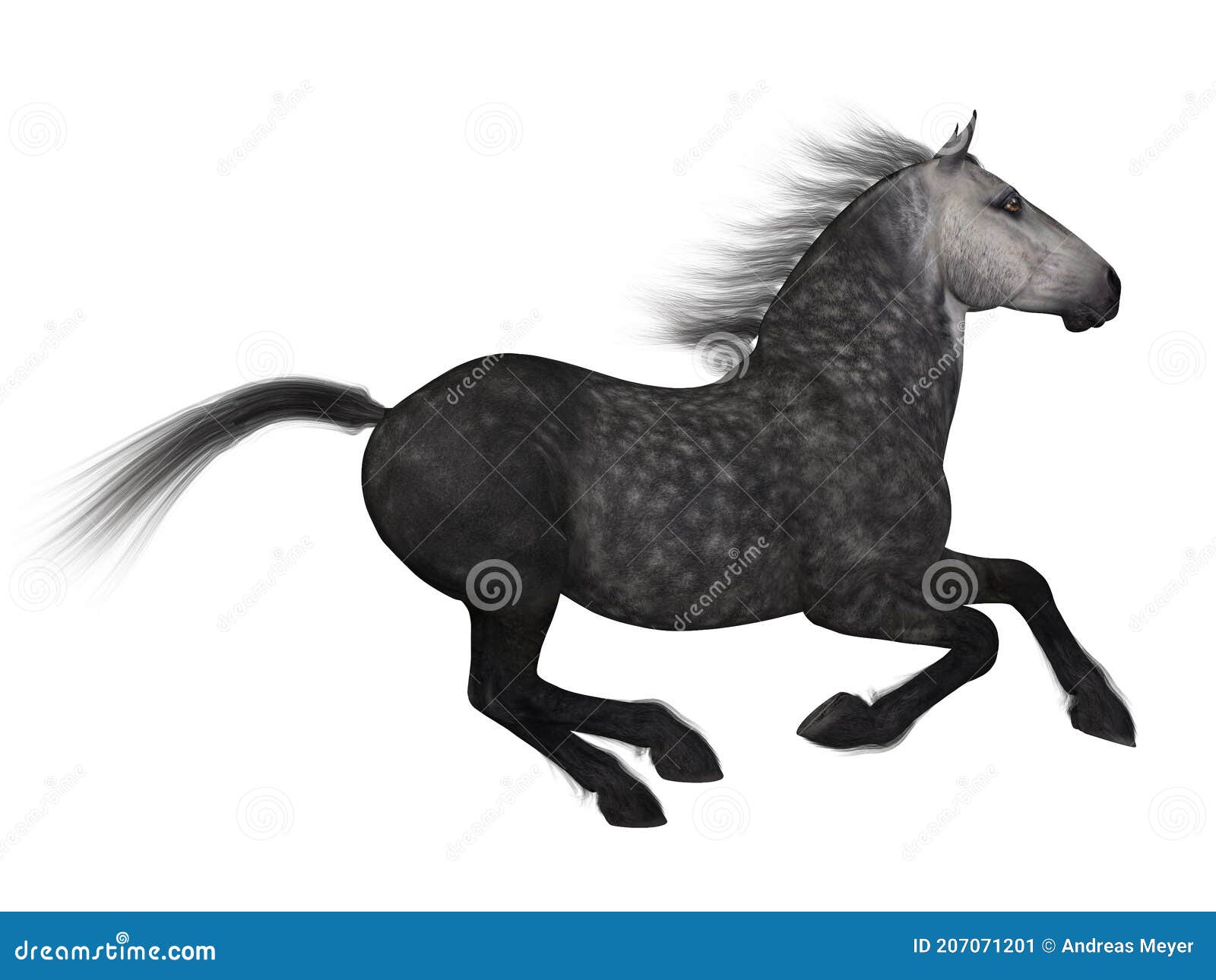 Percheron Breed Horse Flat Vector Illustration. Beautiful Muscled Grey ...