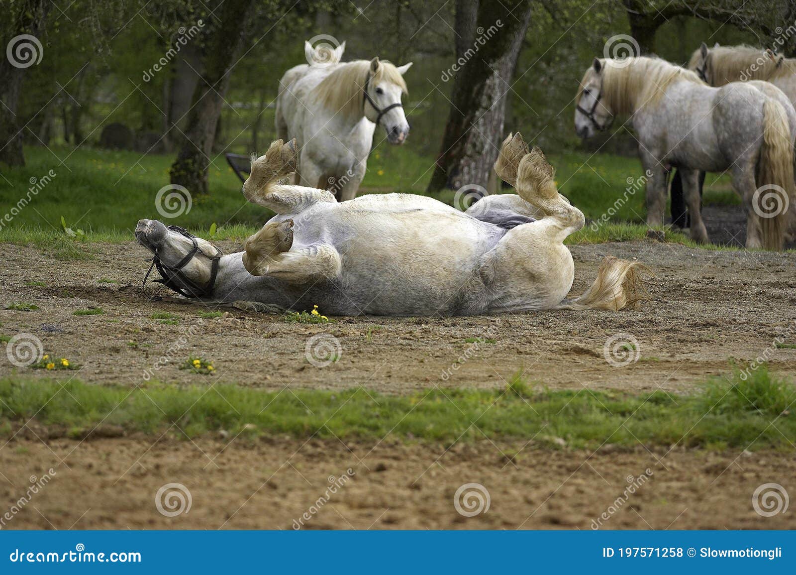 Percheron Draft Horses, a French Breed, Rolling on Back Stock Photo ...