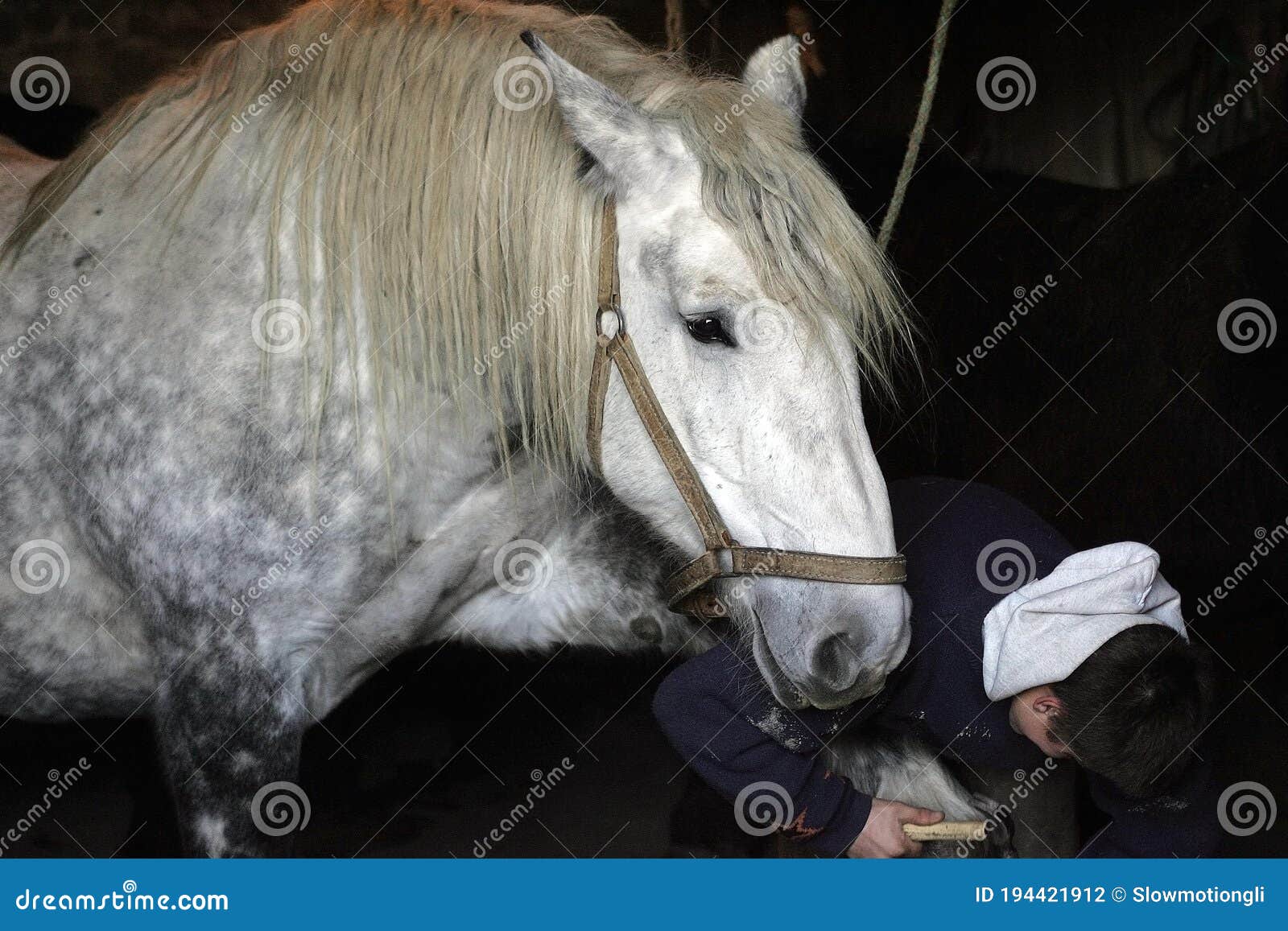 PERCHERON HORSE with BLACKSMITH Editorial Photography - Image of animal ...