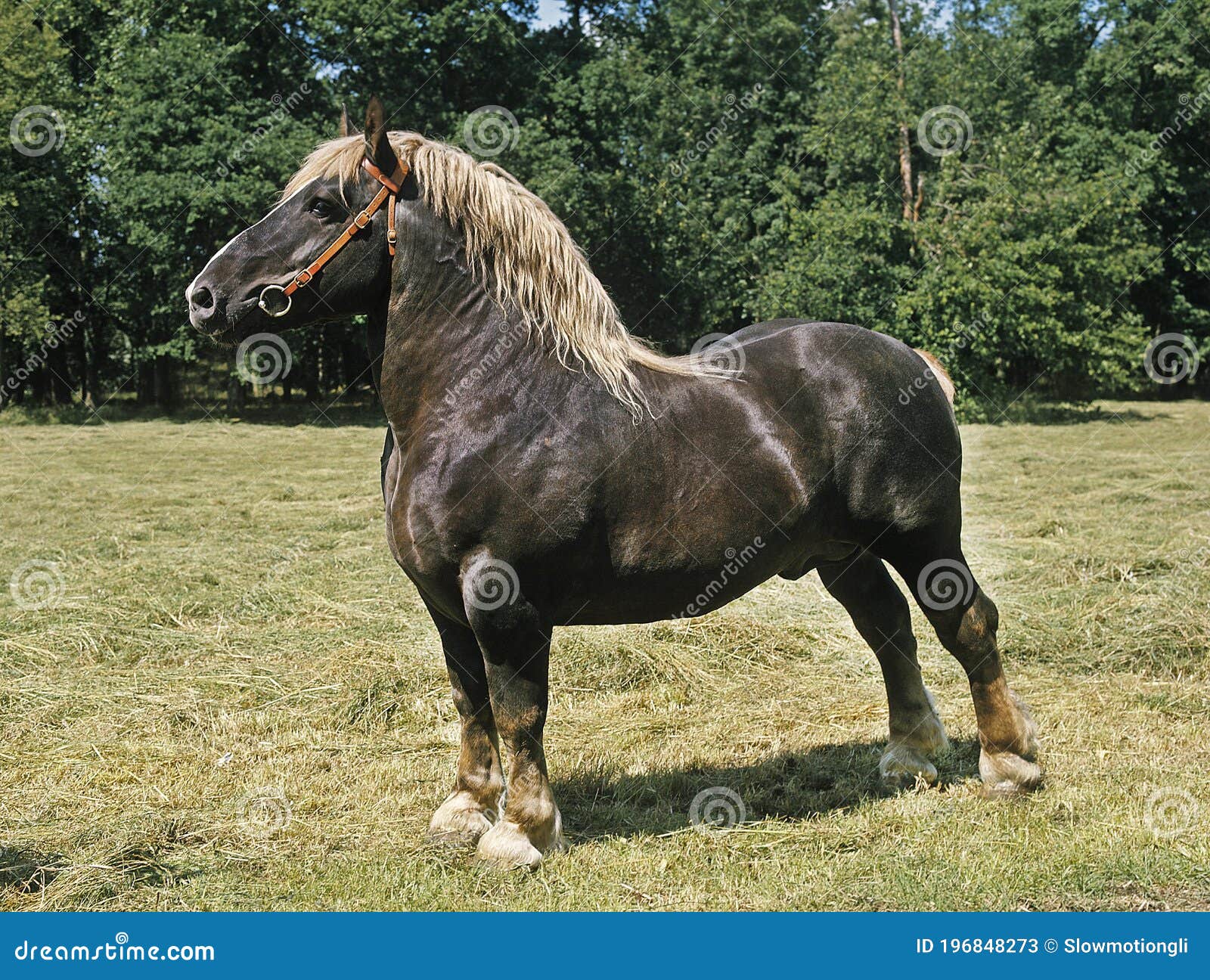Percheron Horse, Stallion Standing In Paddock Royalty-Free Stock Photo ...