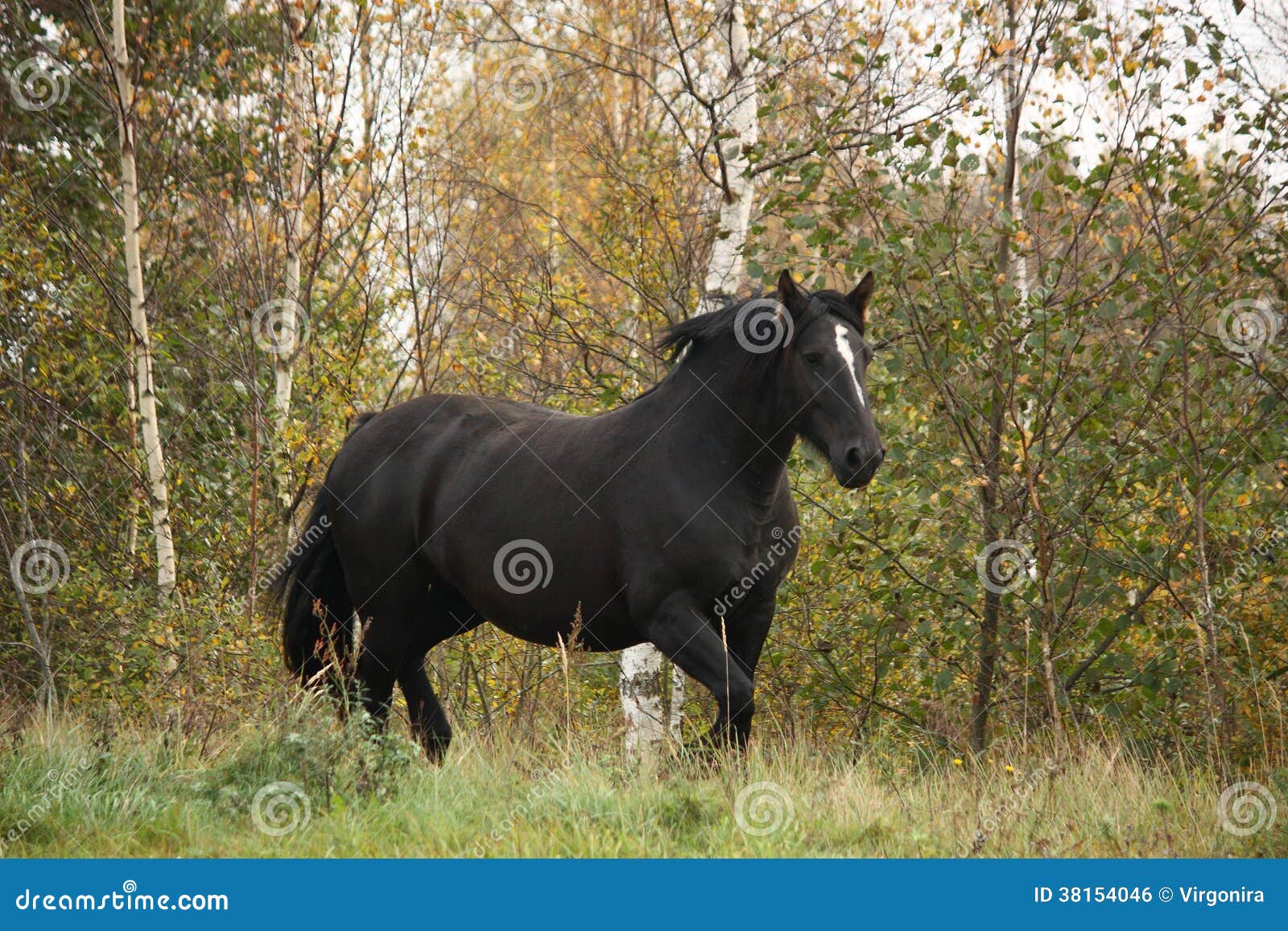 Percheron Negro Que Trota En El Pasto Foto de archivo - Imagen de yegua ...