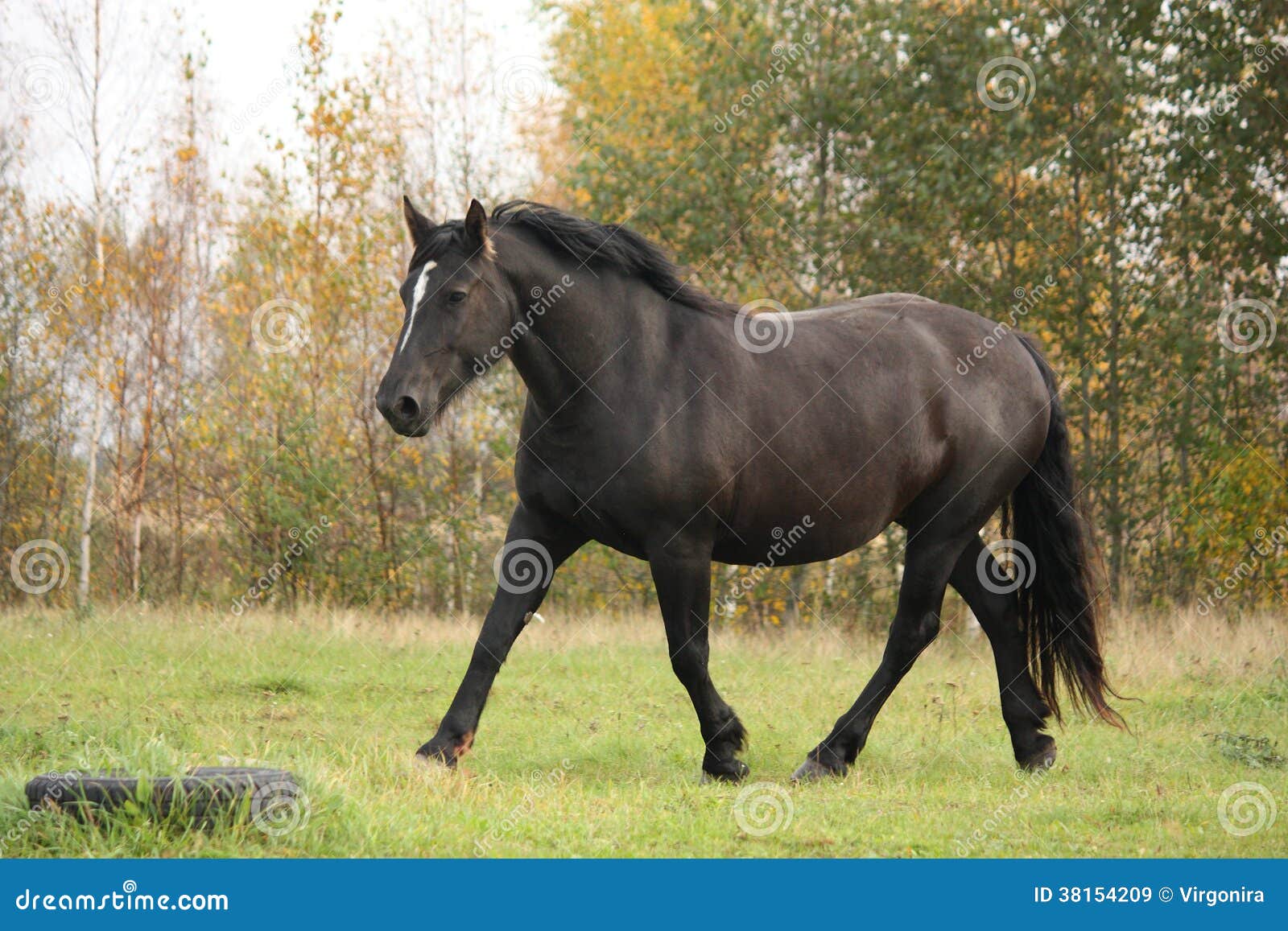 Percheron Negro Que Trota En El Pasto Imagen de archivo - Imagen de ...