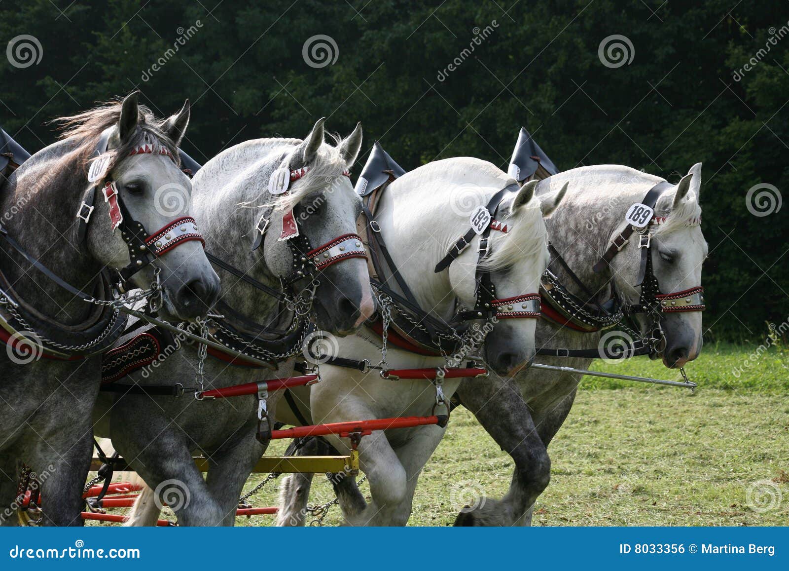 Percherons stock photo. Image of horse, draught, reins - 8033356