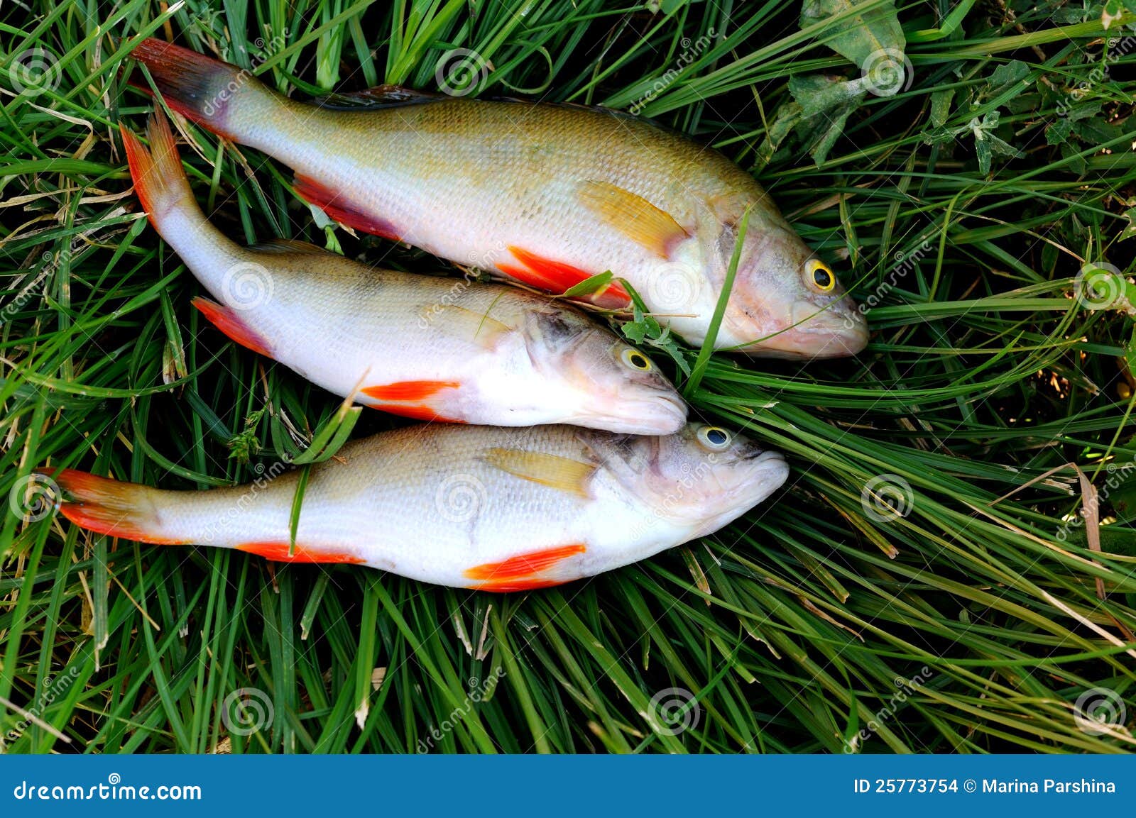 Perches stock photo. Image of catch, nature, three, perch - 25773754