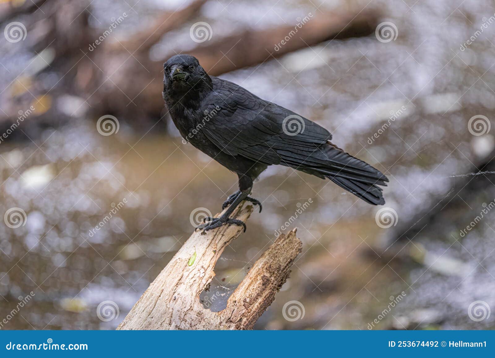 Perching American Crow stock photo. Image of blue, animal - 253674492