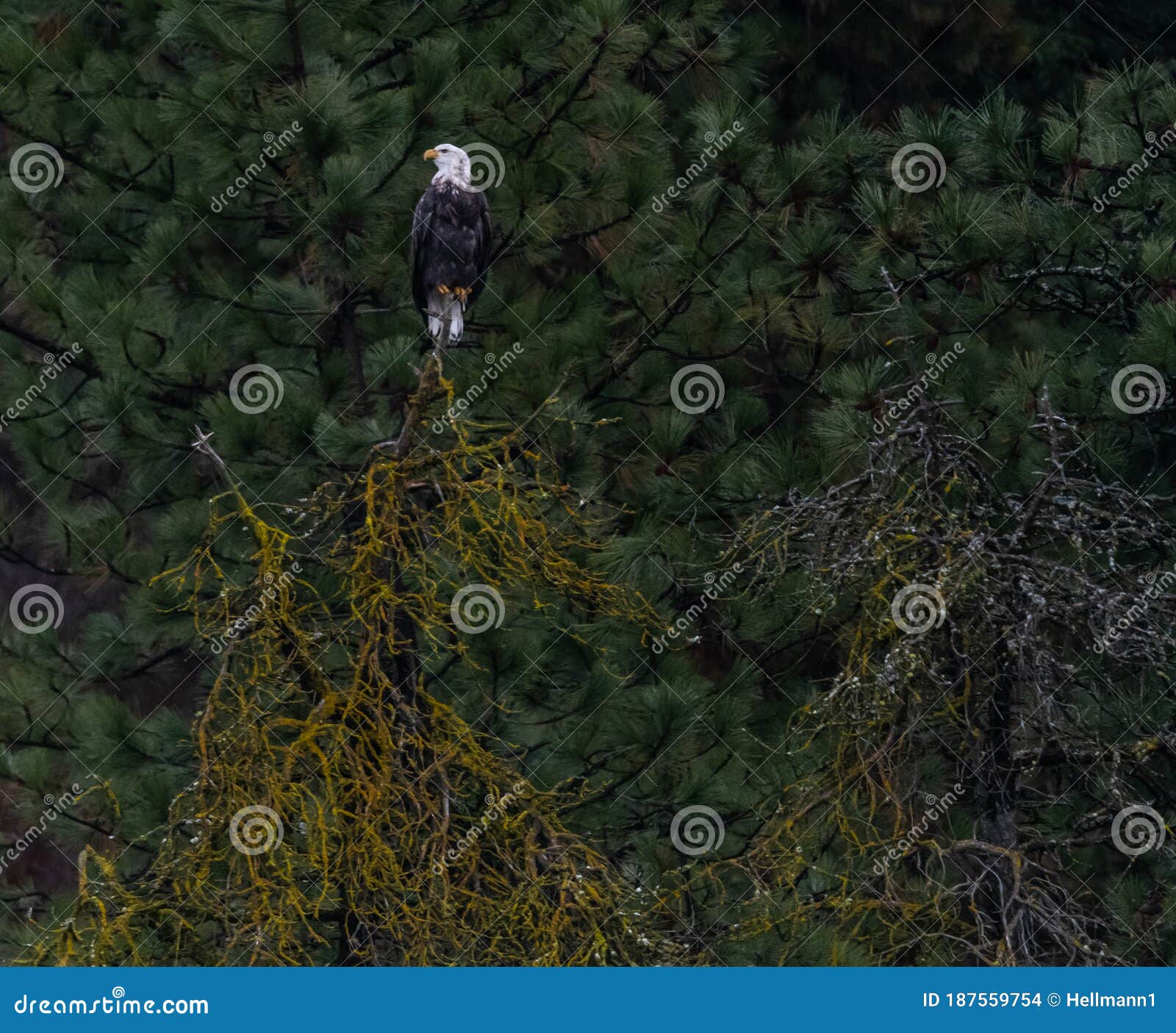 Perching Bald Eagle stock photo. Image of eagle, migration - 187559754