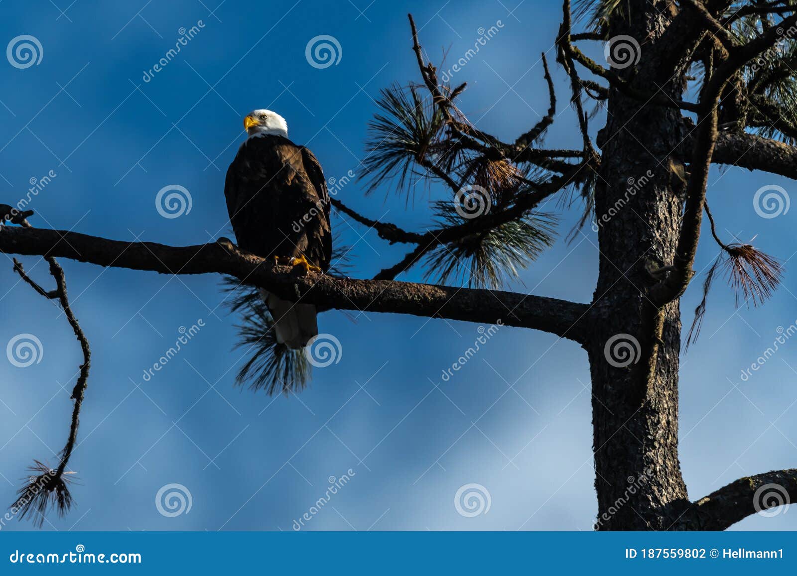 Perching Bald Eagle stock photo. Image of freedom, haliaeetus - 187559802