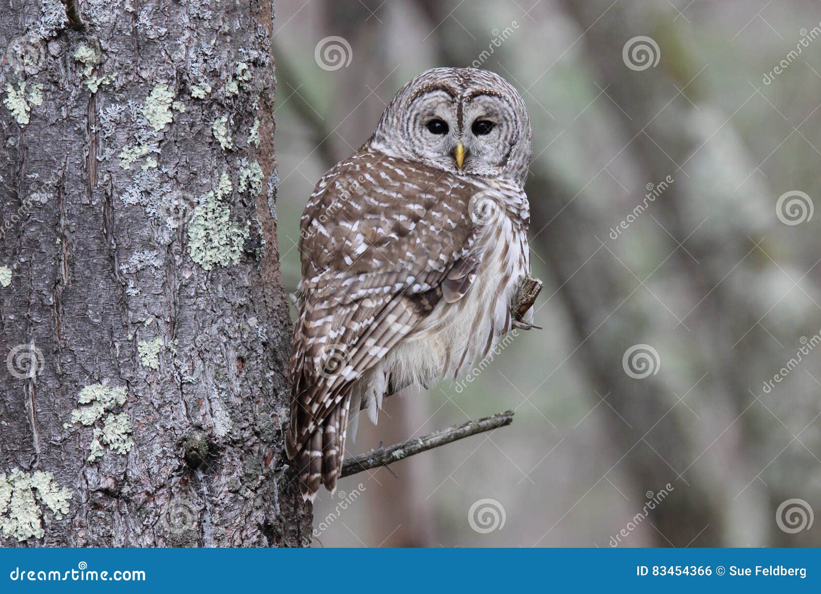 Perching Barred Owl stock photo. Image of outdoors, nature - 83454366