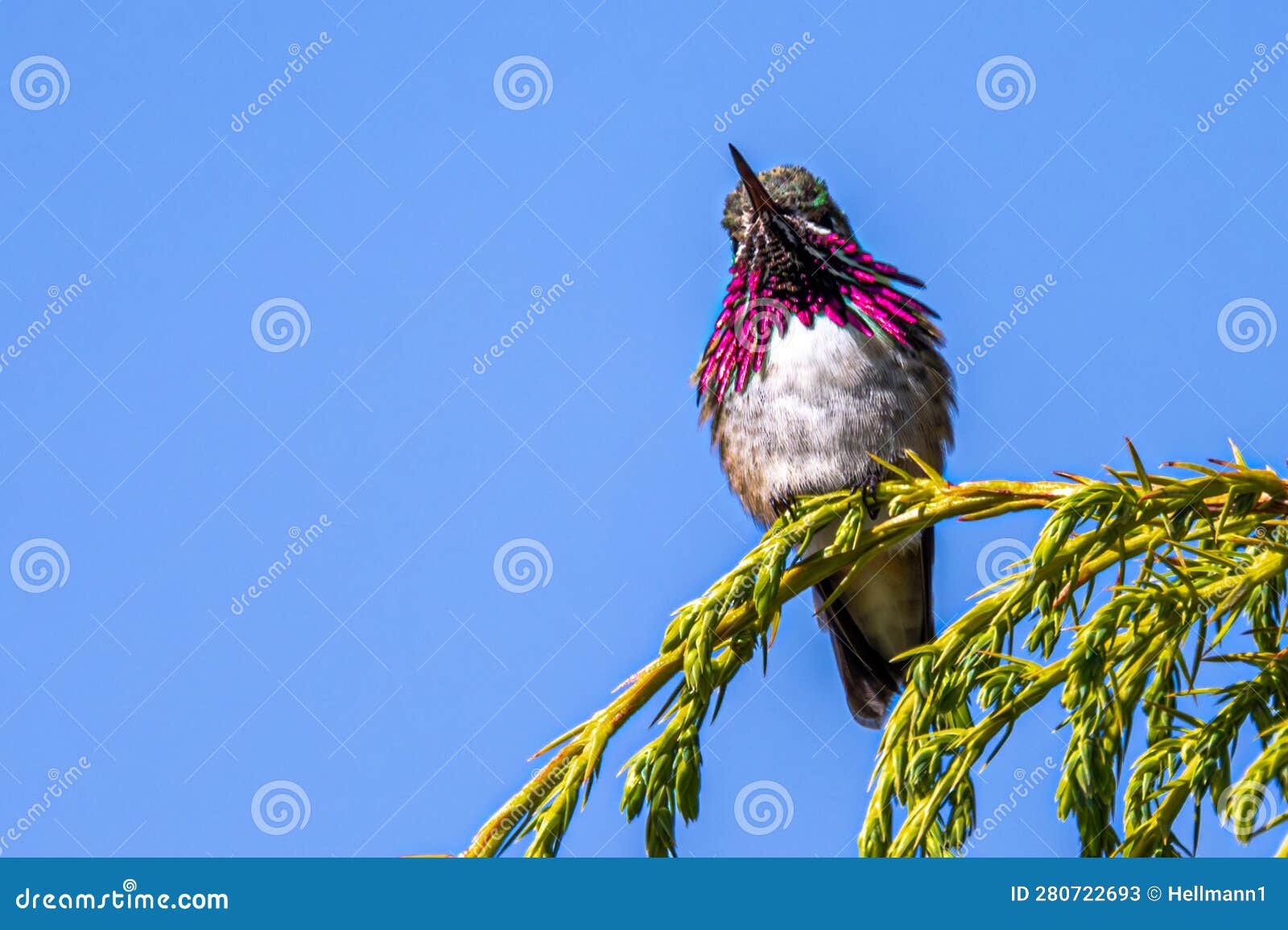 Perching Calliope Hummingbird Stock Image - Image of small, animal ...