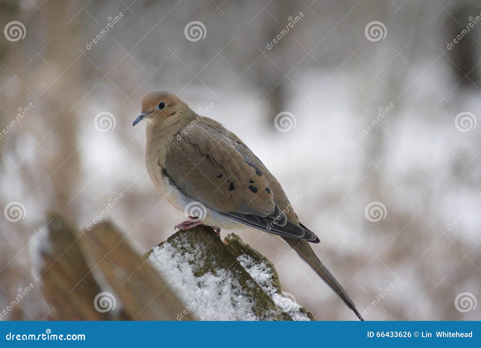 Perching Dove stock photo. Image of mourning, fence, covered - 66433626