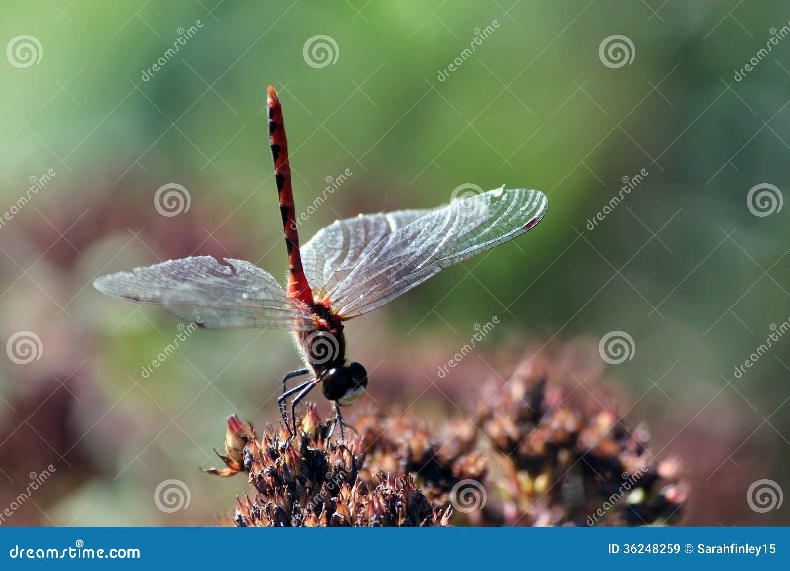 Perching Dragonfly stock image. Image of dragonfly, resting - 36248259