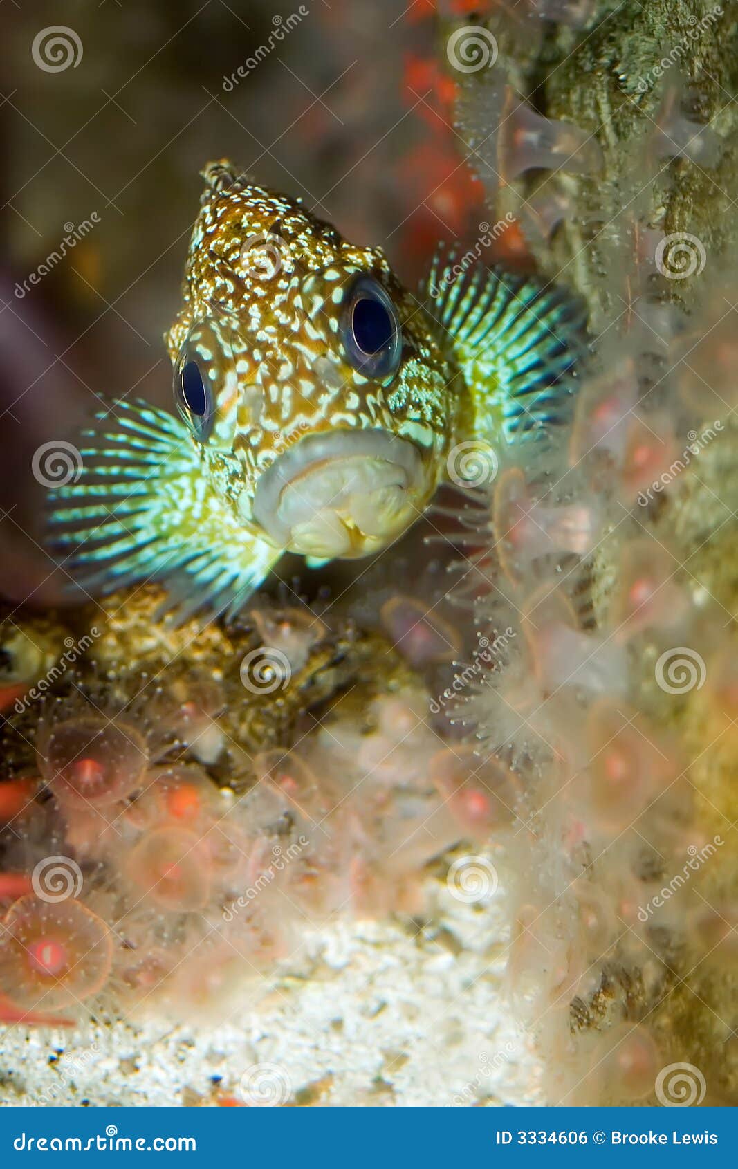 Green Saltwater Fish