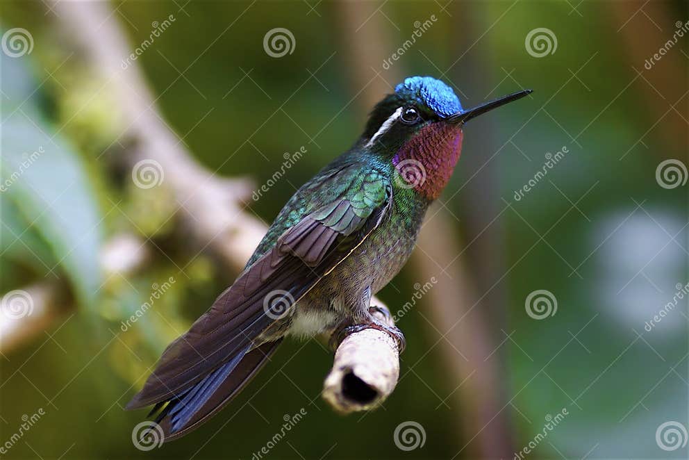 Perching Hummingbird stock photo. Image of nature, wildlife - 4948964