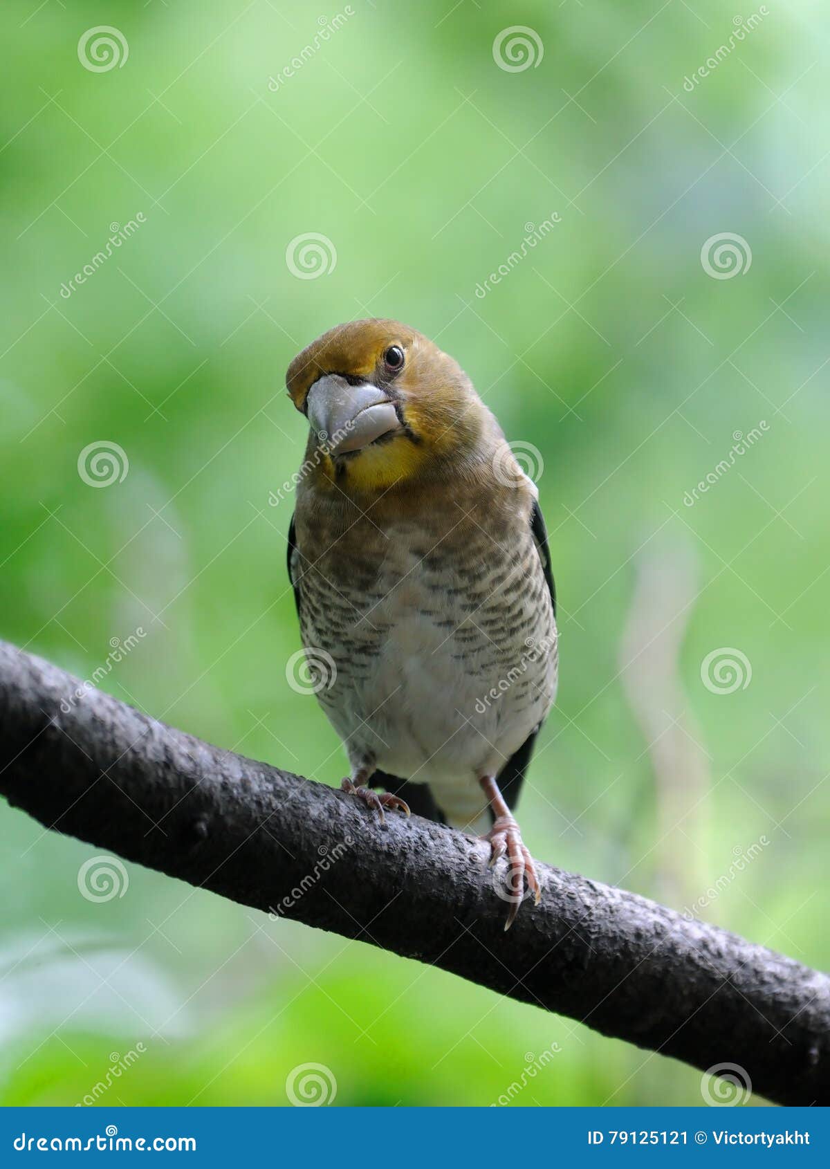 Perching juvenile Hawfinch stock image. Image of summer - 79125121