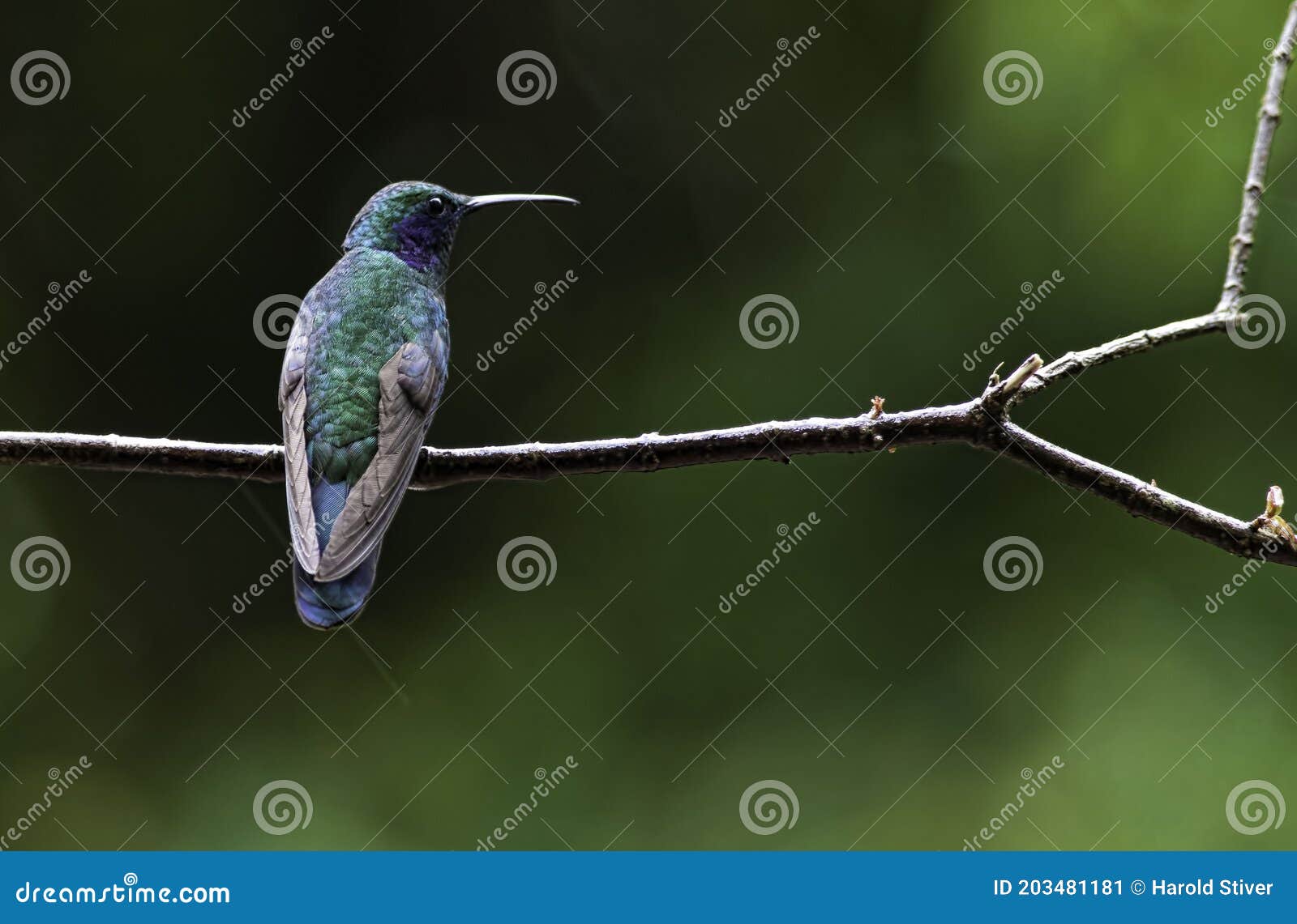 Perching Lesser Violetear, Colibri Thalassinus Stock Image - Image of ...