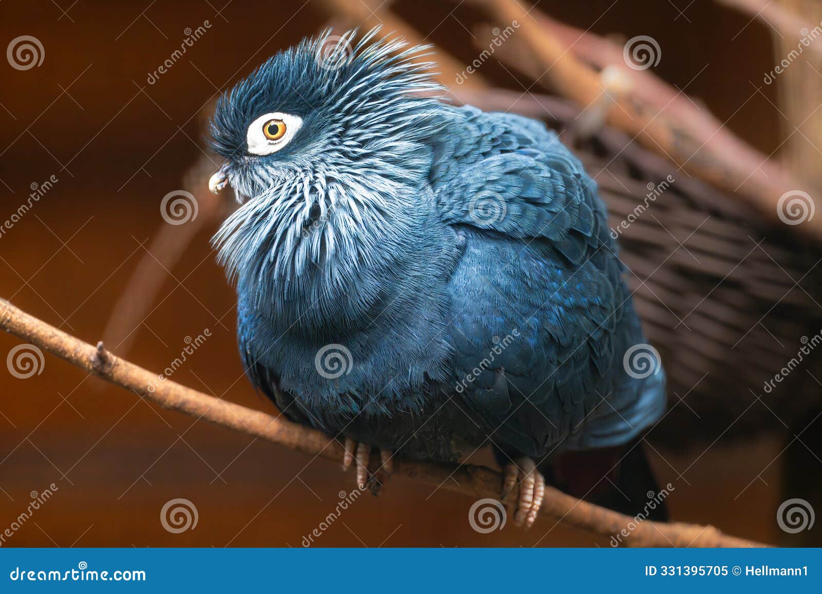 Blue Pigeon With A Soft Watercolor Texture, White Isolated Background ...