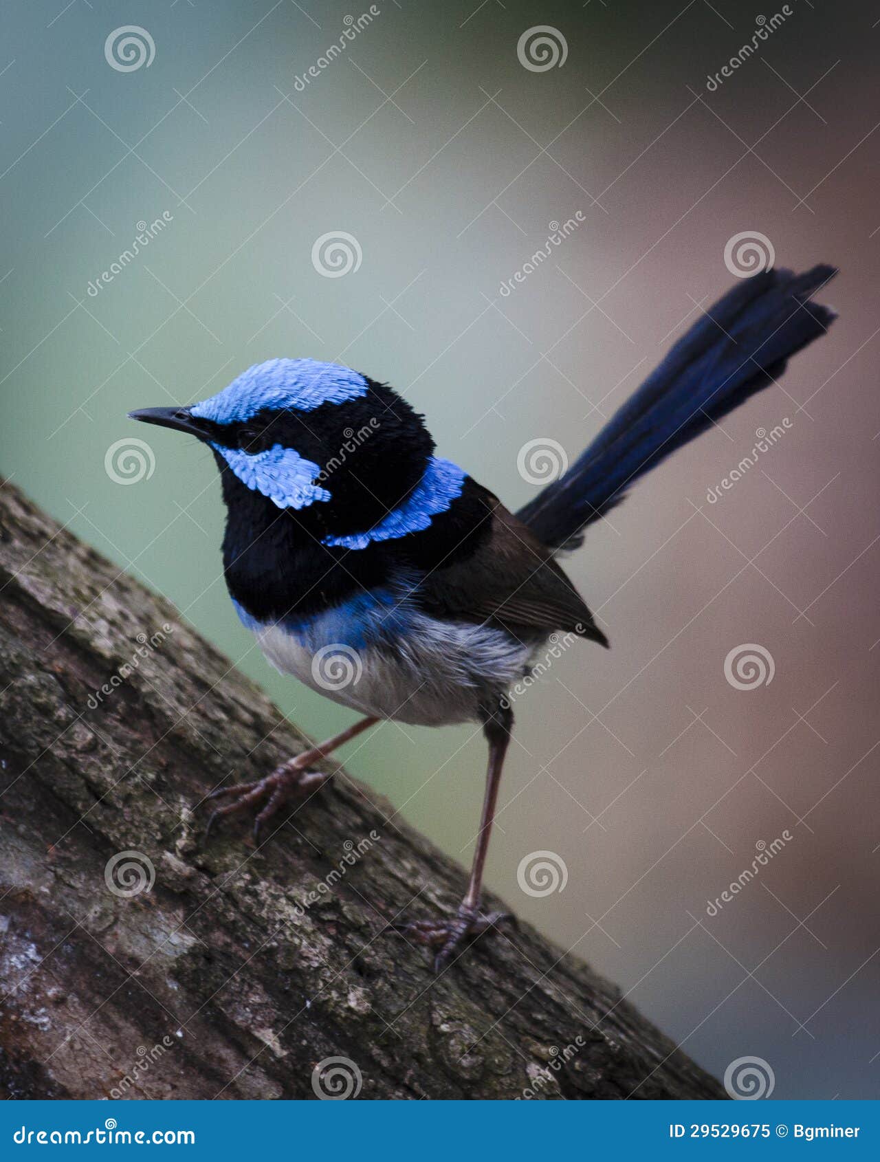 Perching male blue wren stock image. Image of portrait - 29529675