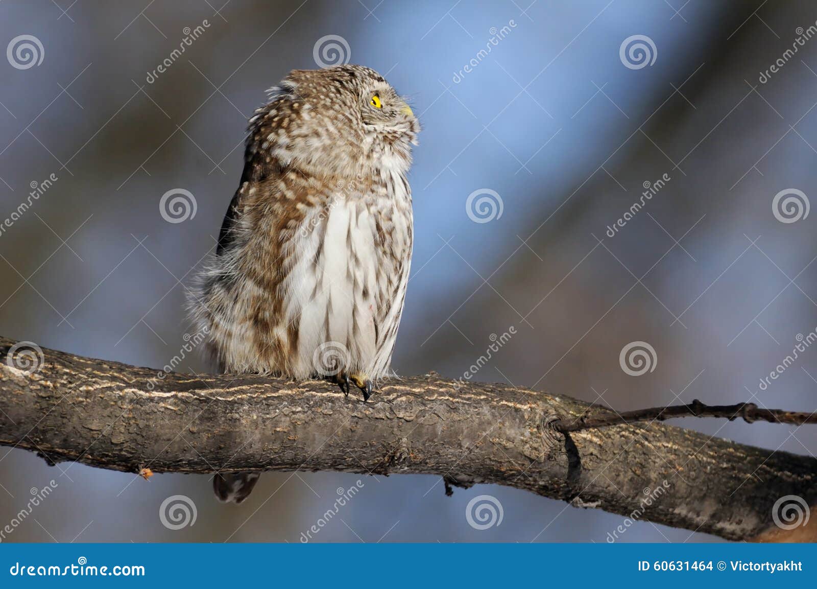 Perching Pygmy Owl in Spring Stock Photo - Image of fowl, feather: 60631464