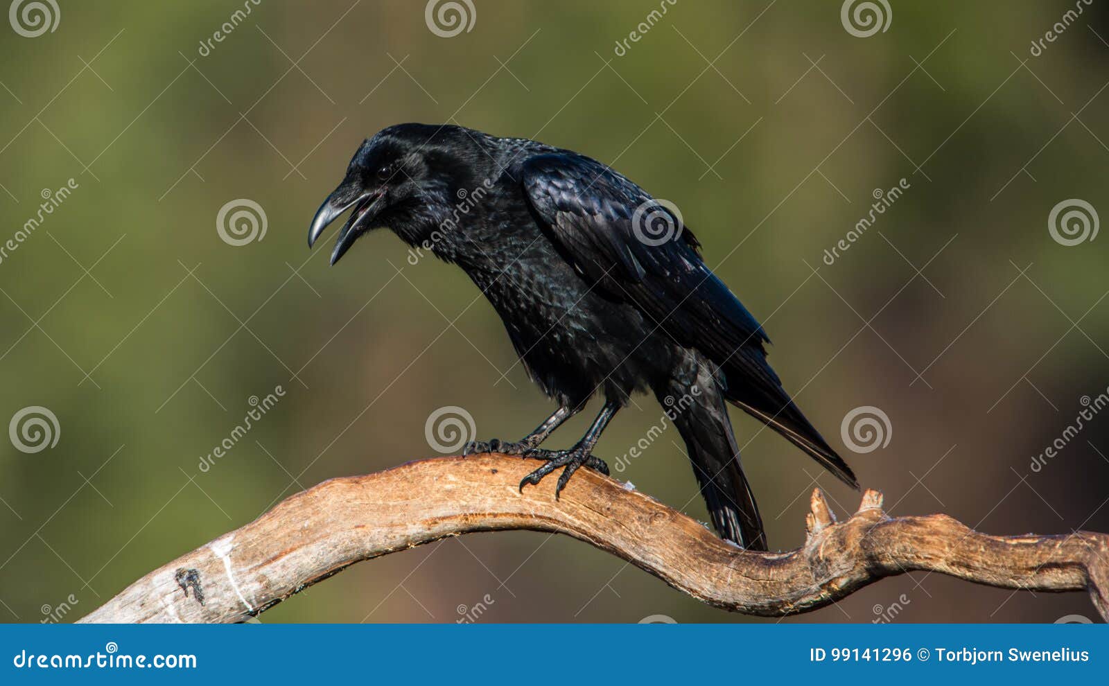 Perching Raven stock photo. Image of green, wildlife - 99141296