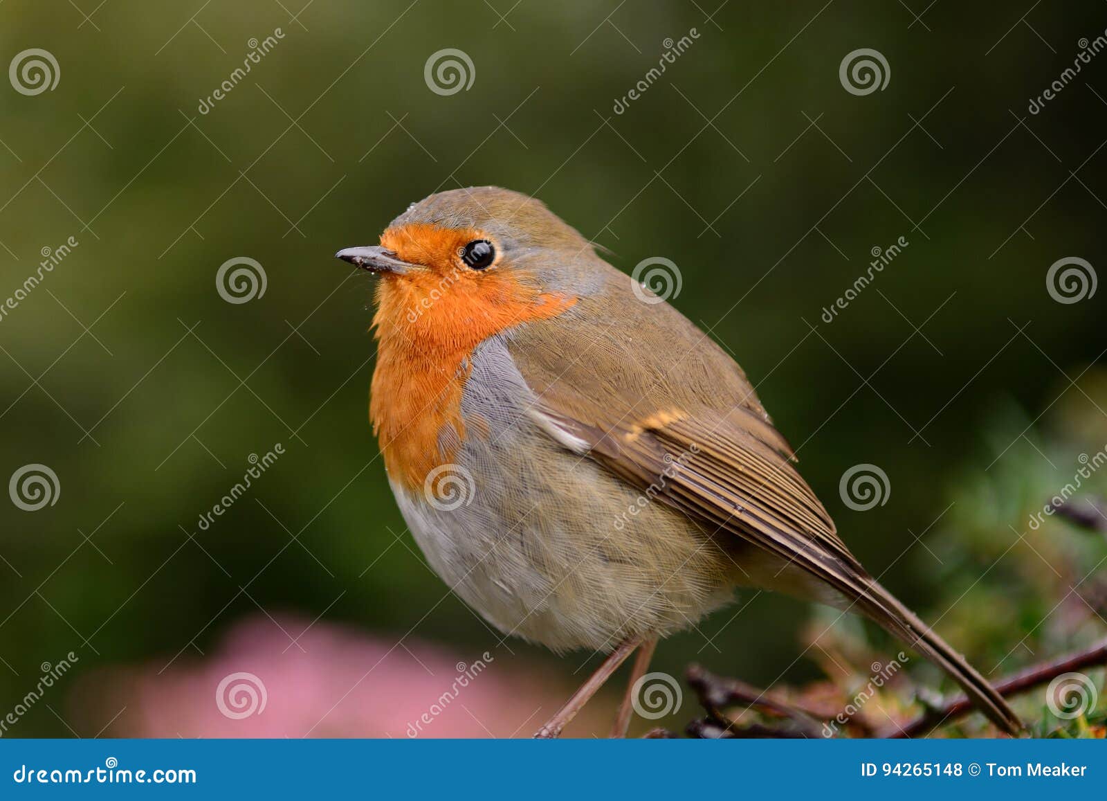 Perching robin stock photo. Image of portrait, outdoors - 94265148