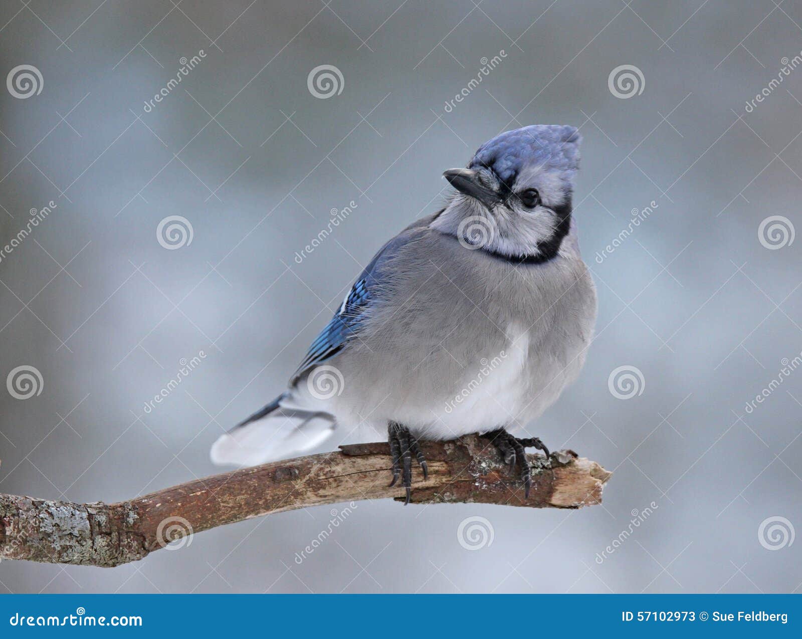 Perching Winter Blue Jay stock image. Image of wildlife - 57102973