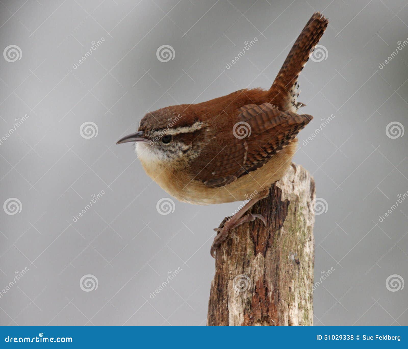 Perching Wren stock photo. Image of animal, stump, perching - 51029338