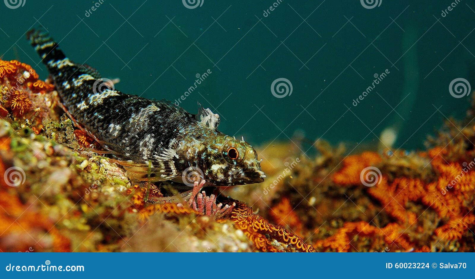 Perciformes Characteristics at Zac Ayers blog