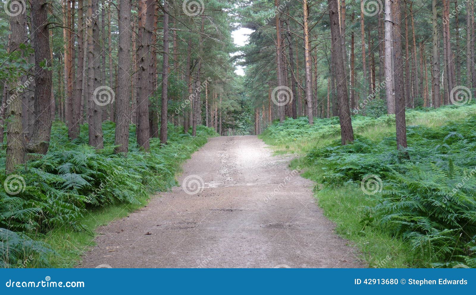 Percorso Della Ghiaia Su Una Passeggiata Della Foresta Fotografia Stock ...